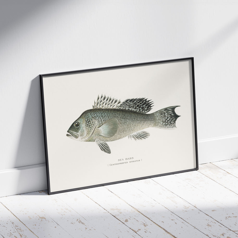 Havsabborre poster – Plansch med fisk, fiskposter – Creative Walls